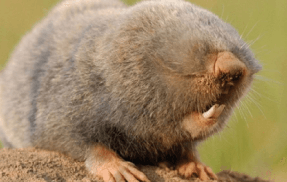 Cute:6ukywppzkf8= Mole Rat - Pmumalin , pmu malin , pmumalins